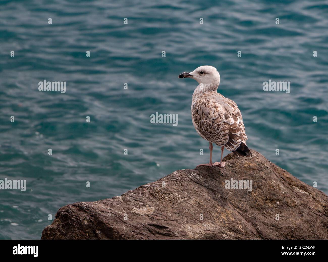 Seagull on rock hi-res stock photography and images - Alamy