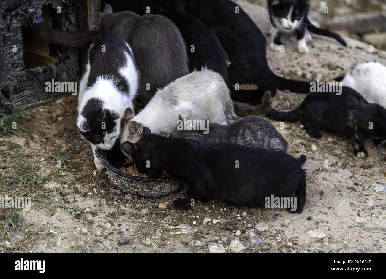 Abandoned street cats, stray animals, pets Stock Photo - Alamy