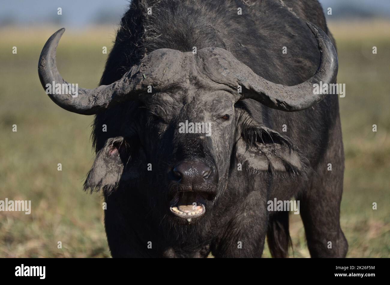 A buffalo grazes by the Chobe River in Botswana, Africa Stock Photo - Alamy
