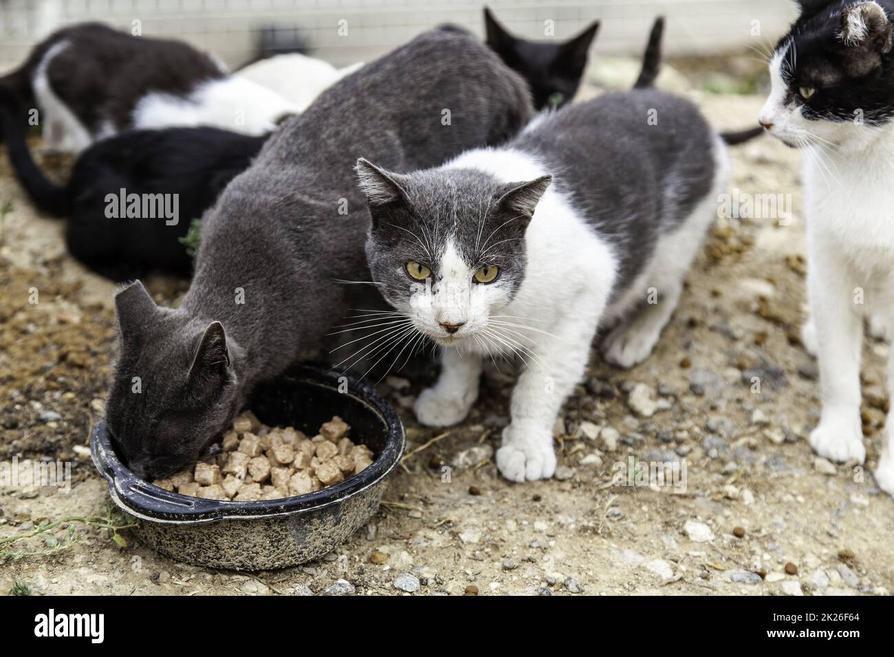 Abandoned street cats, stray animals, pets Stock Photo - Alamy