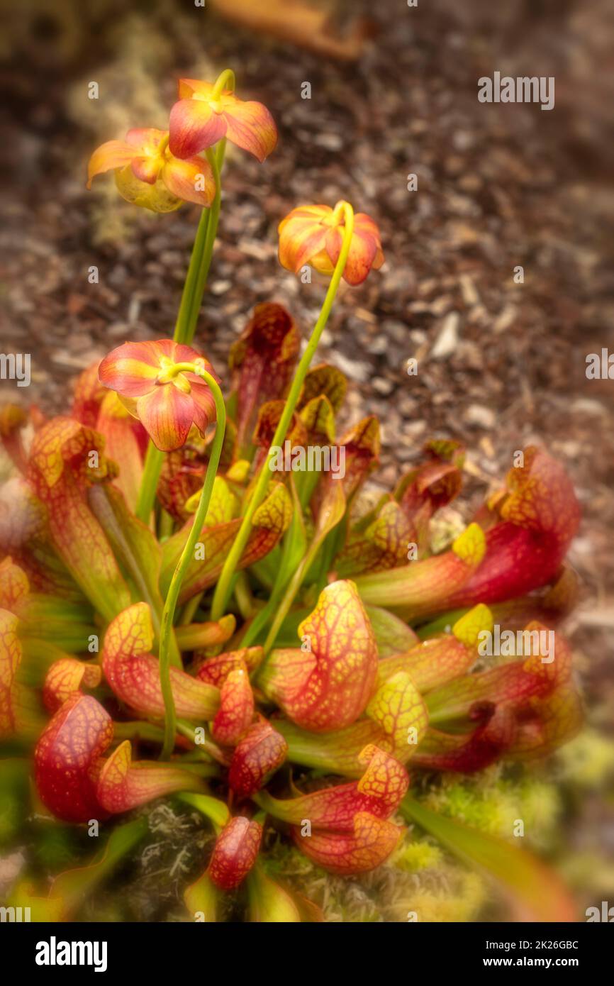 Natural close-up plant portrait of stunning Sarracenia, pitcher plant ...