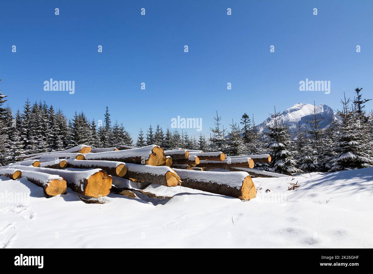 Cut tree hi-res stock photography and images - Alamy