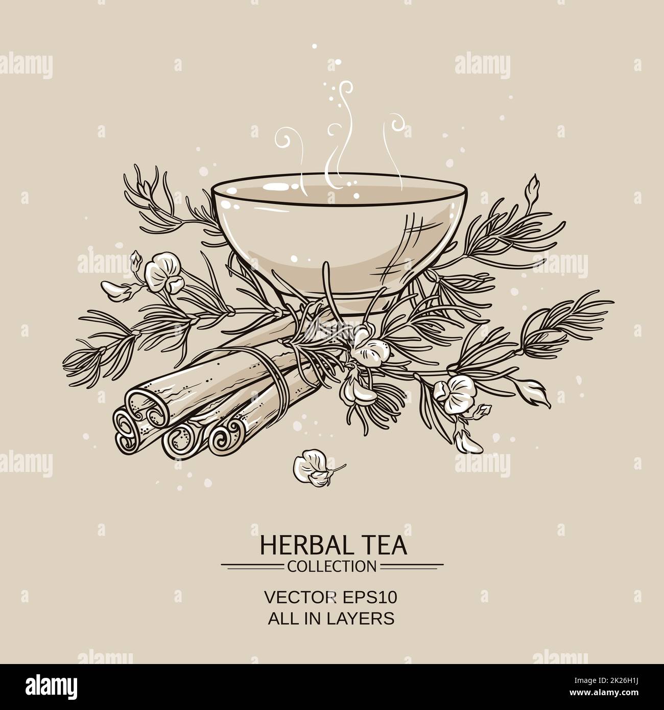 Rooibos plant hi-res stock photography and images - Alamy