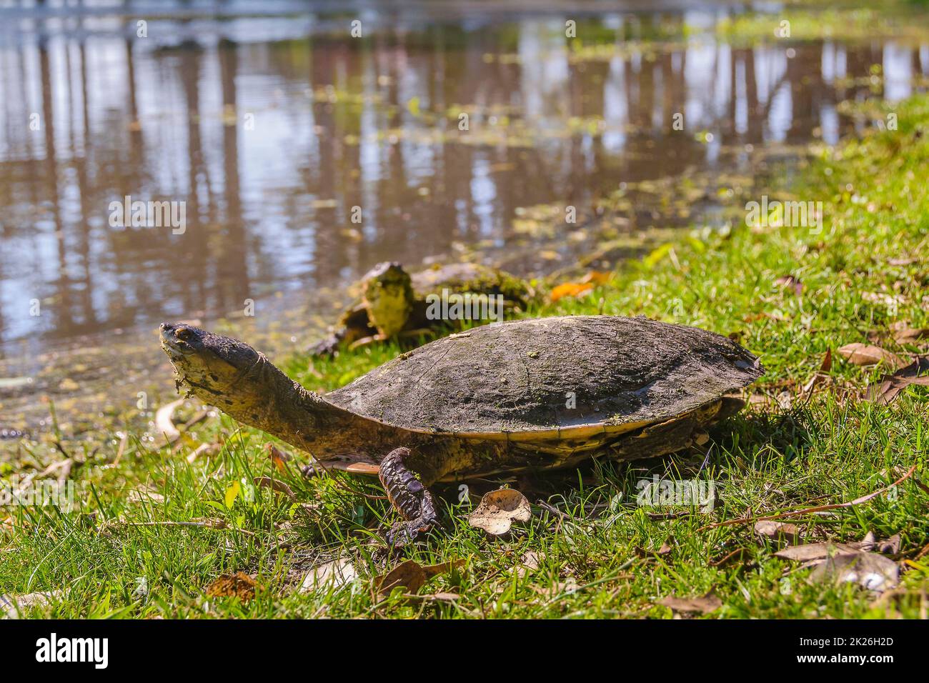 Small Turtles at Lake, Flores, Uruguay Stock Photo - Alamy