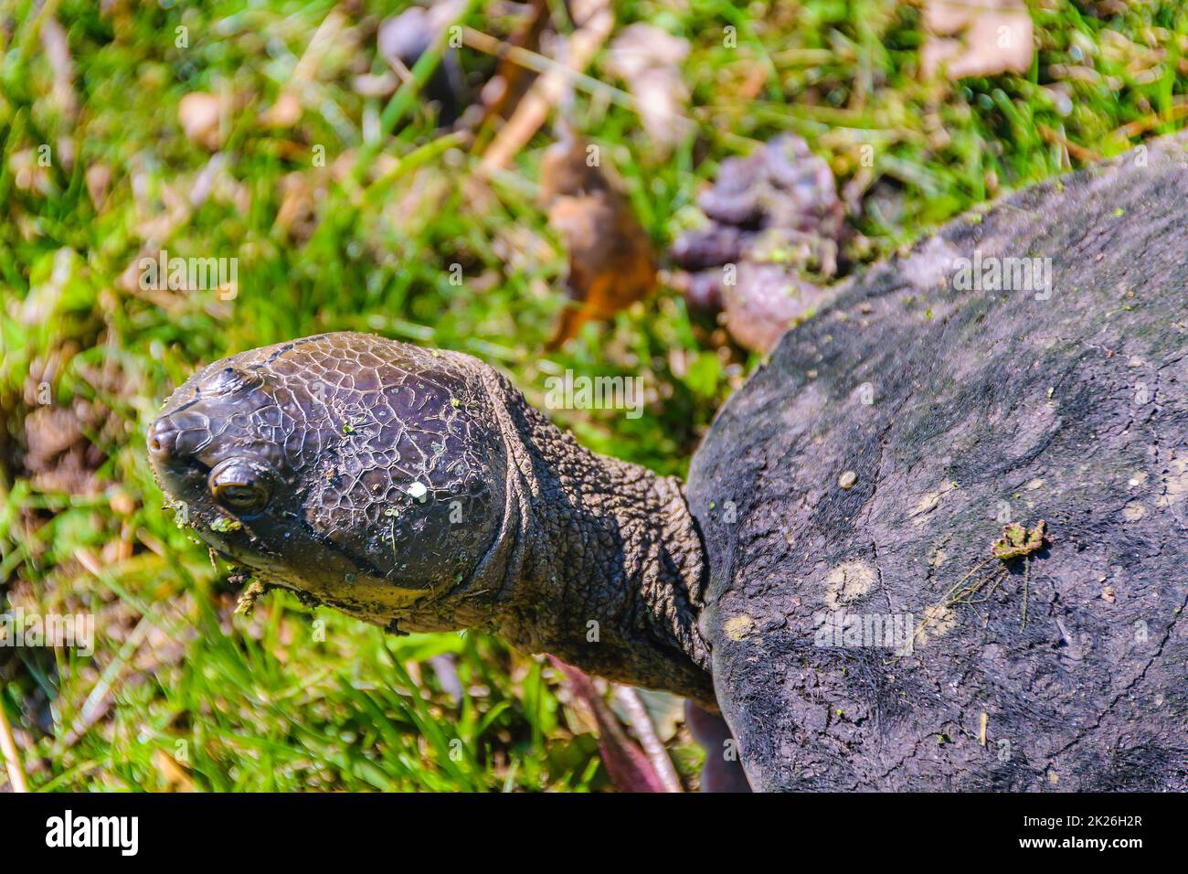 Small Turtles at Lake, Flores, Uruguay Stock Photo - Alamy