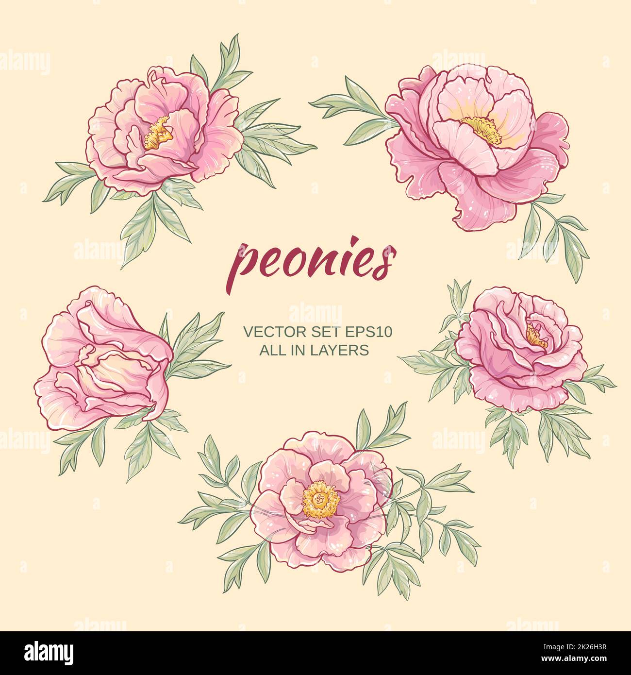 Peonies collection hi-res stock photography and images - Alamy