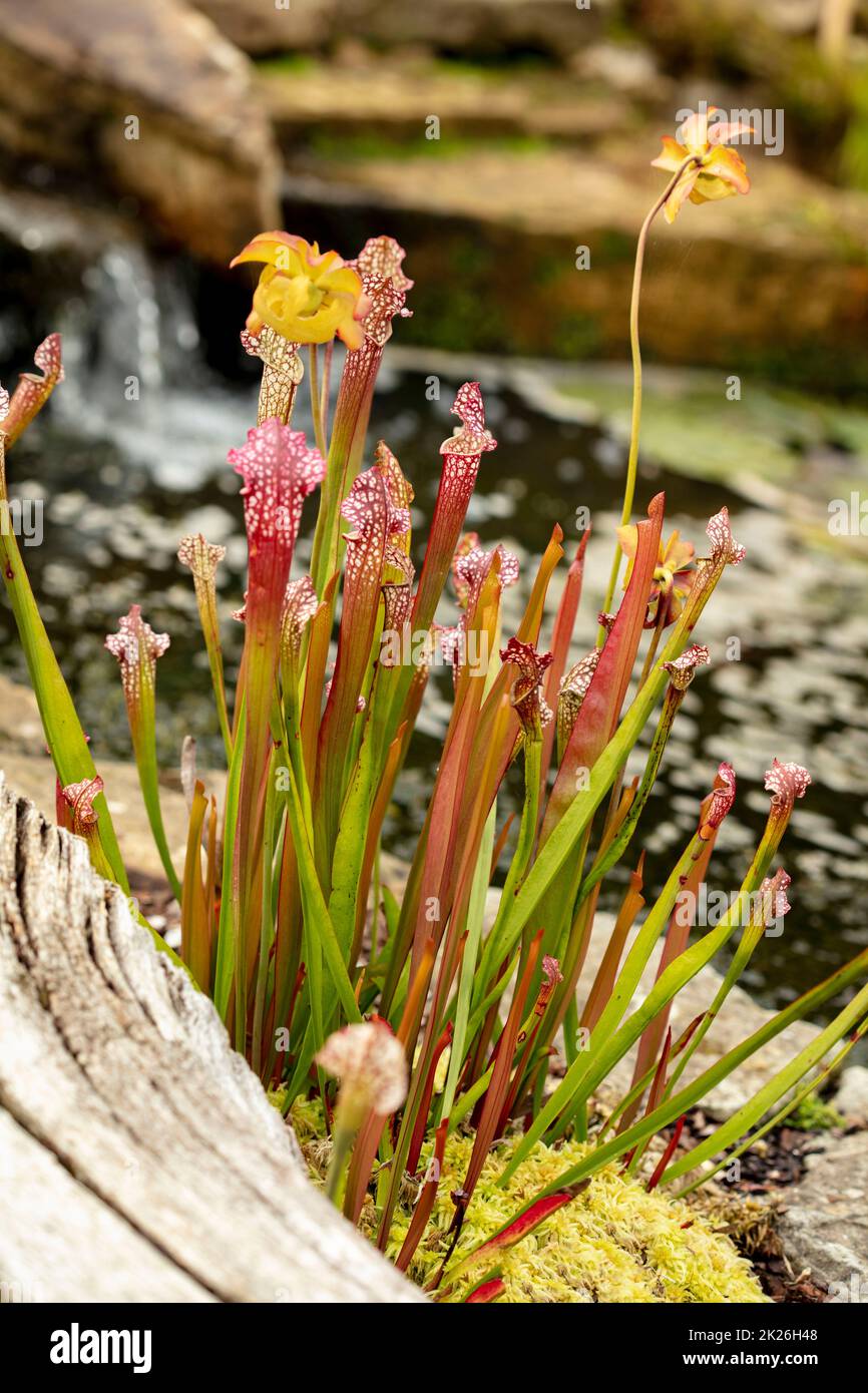 Natural close-up plant portrait of stunning Sarracenia x Mitchelliana ...