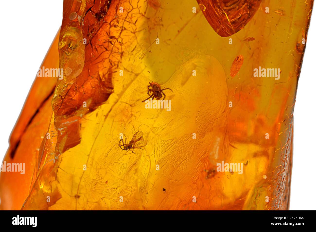 Amber in sun with inclusions of insects, spider and fly Stock Photo - Alamy