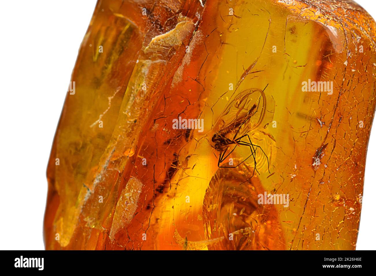 Amber in sun with flies inclusions on a white empty background Stock ...