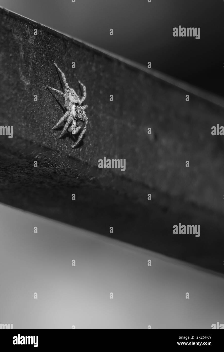 Spider close up Black and White Stock Photos & Images - Alamy