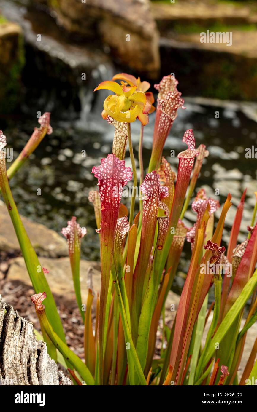 Natural close-up plant portrait of stunning Sarracenia x Mitchelliana ...
