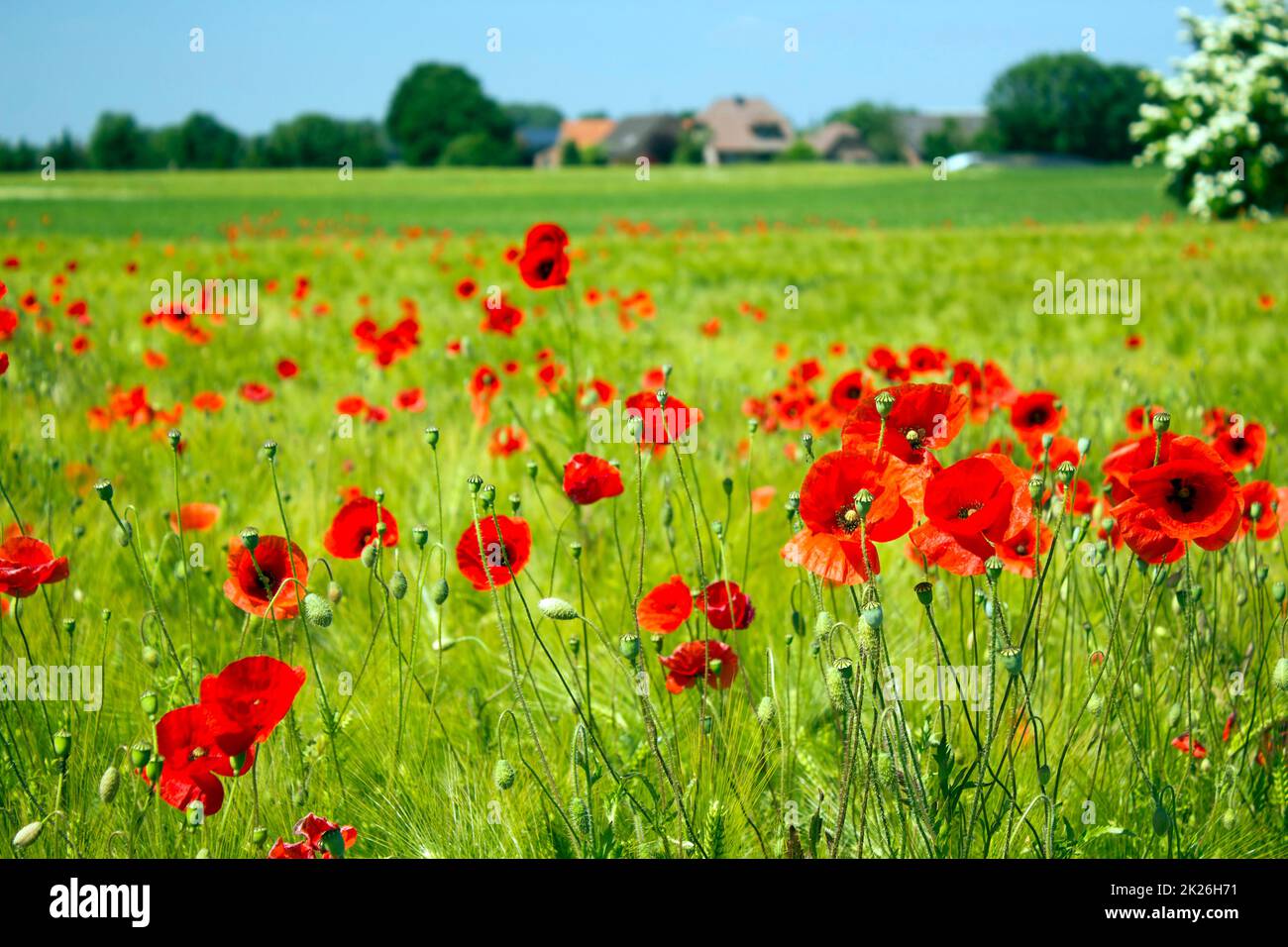 in the meadow - wild poppy flowers Stock Photo - Alamy