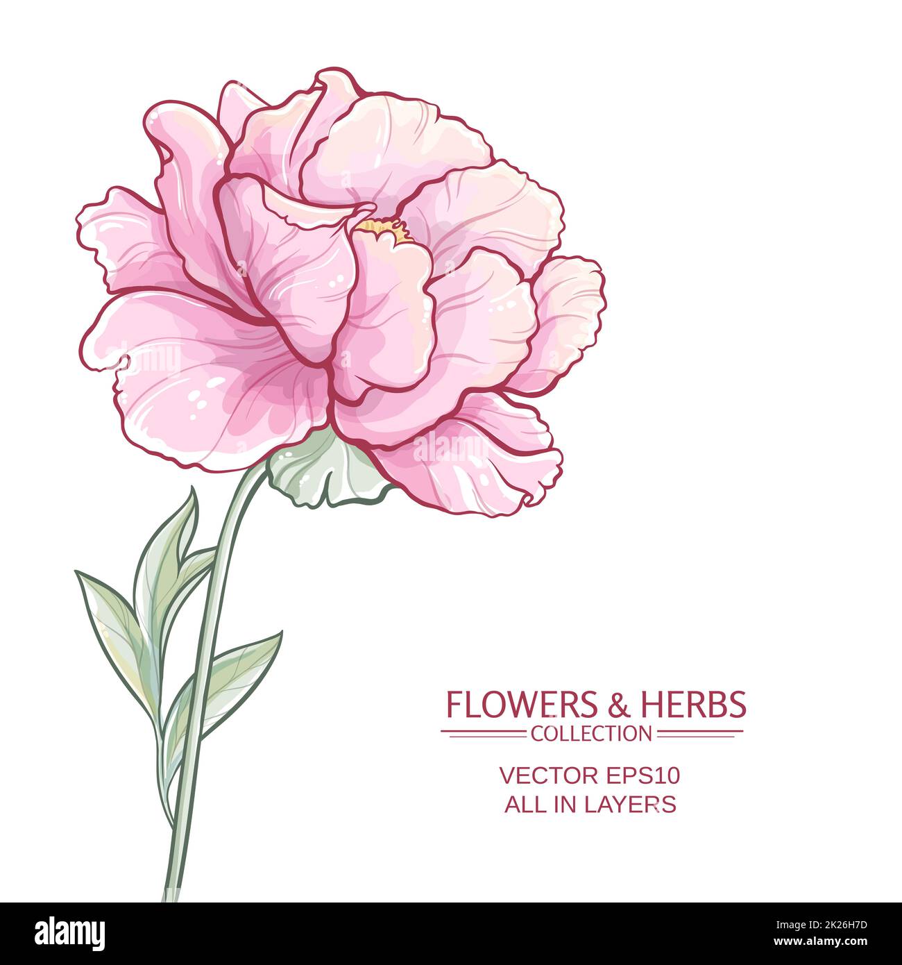 Pink peony vector Cut Out Stock Images & Pictures - Alamy