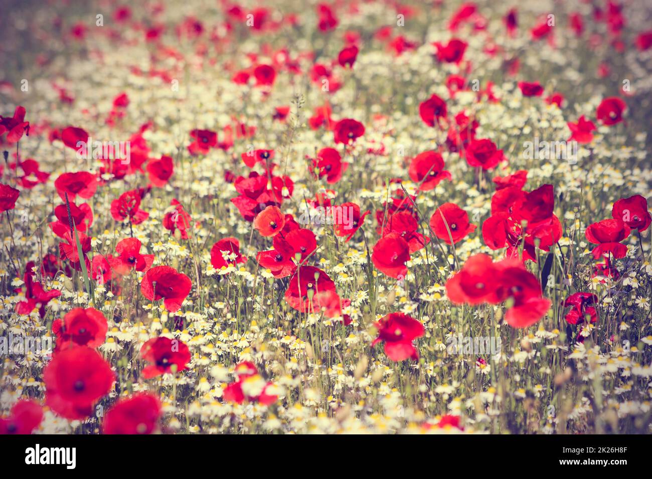 wild poppy flowers - poppies and chamomiles Stock Photo - Alamy