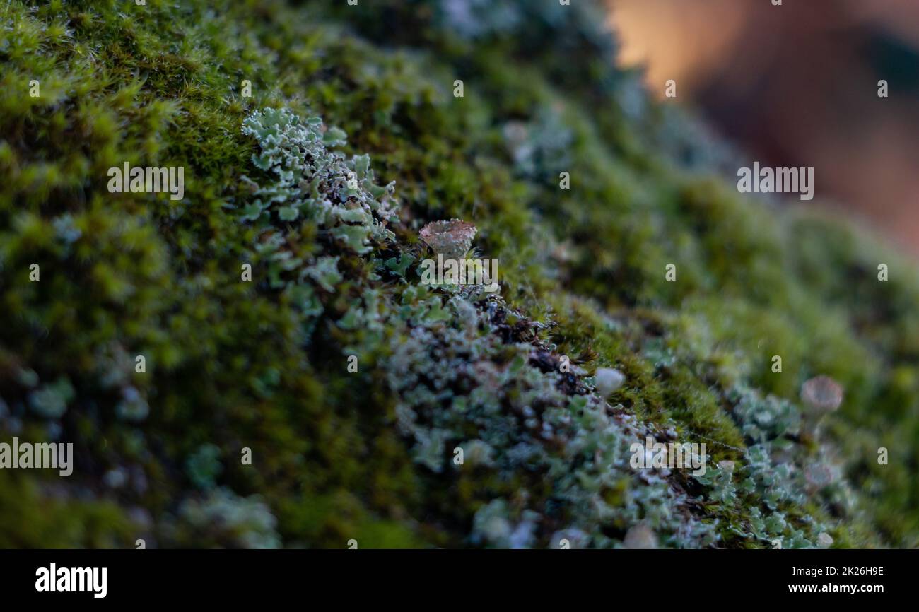 Moss close up hi-res stock photography and images - Alamy