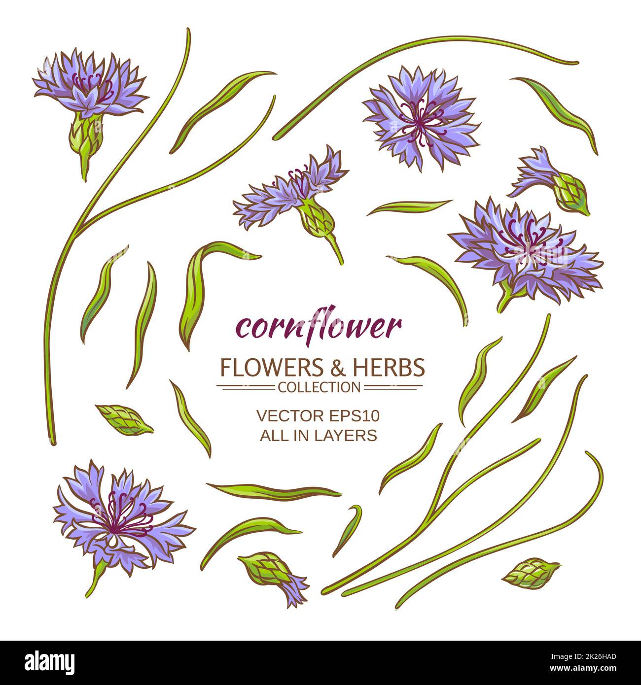 cornflower vector set Stock Photo - Alamy