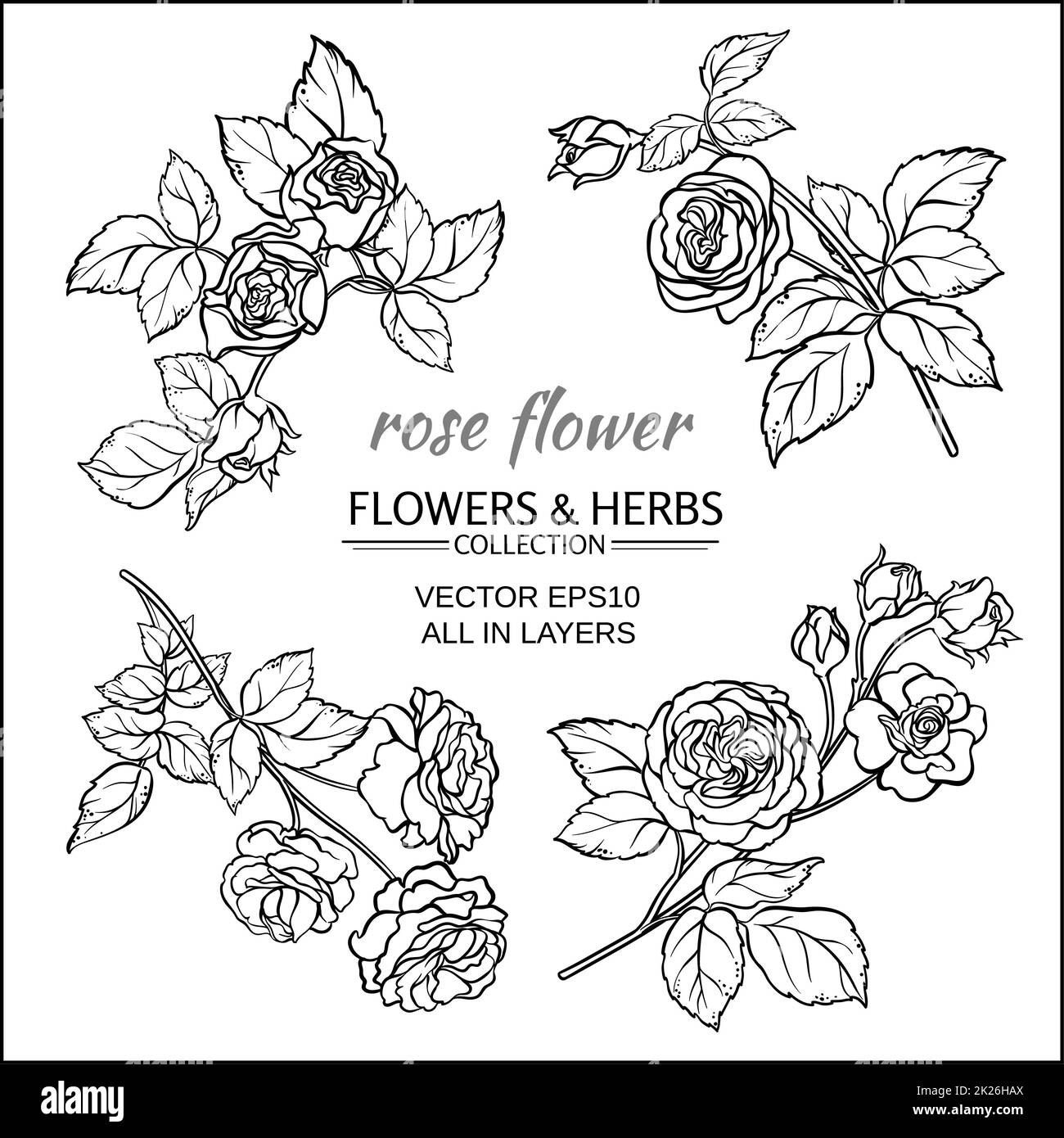 Vintage rose vector illustration Black and White Stock Photos & Images ...
