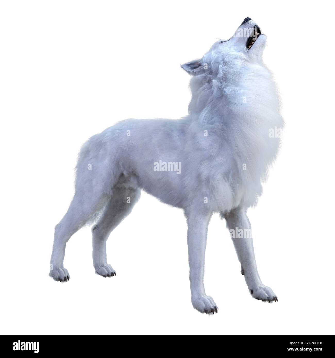 3D Rendering Arctic Wolf on White Stock Photo - Alamy
