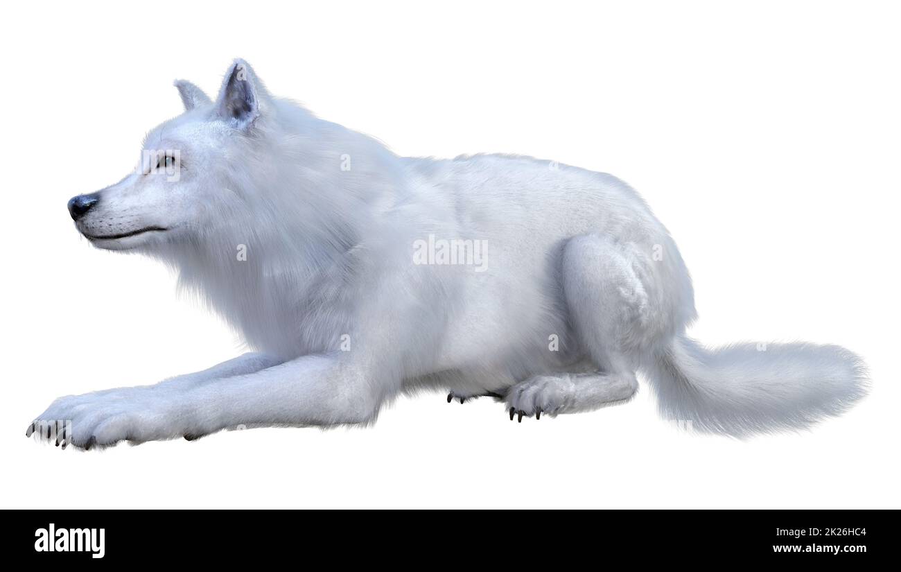 Polar arctic nature Cut Out Stock Images & Pictures - Alamy