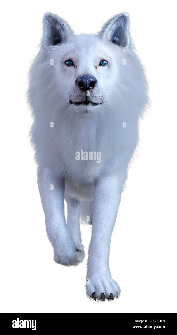 3D Rendering Arctic Wolf on White Stock Photo - Alamy