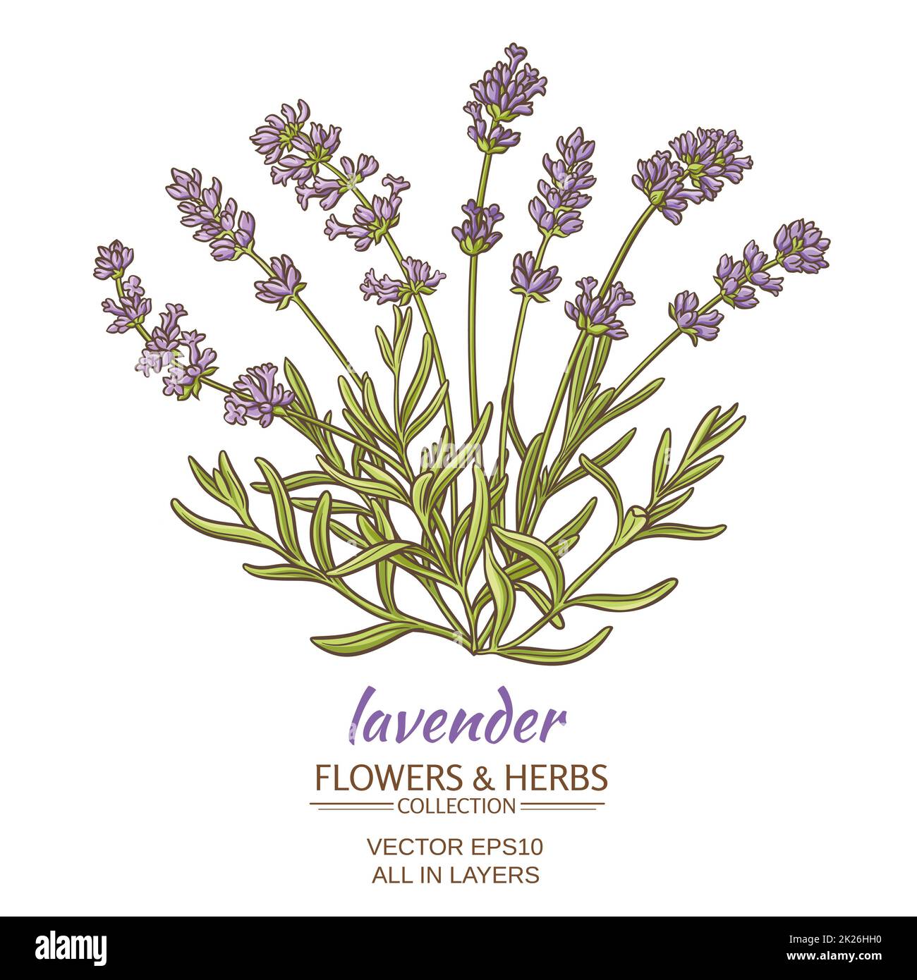 Lavender botanical illustration Cut Out Stock Images & Pictures - Alamy