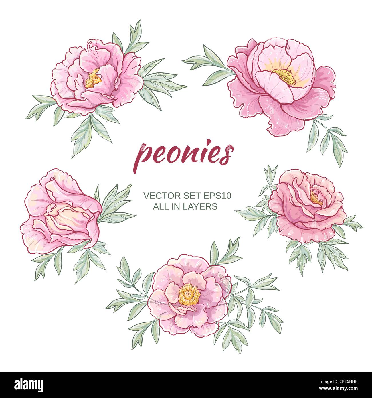 peonies vector set Stock Photo - Alamy