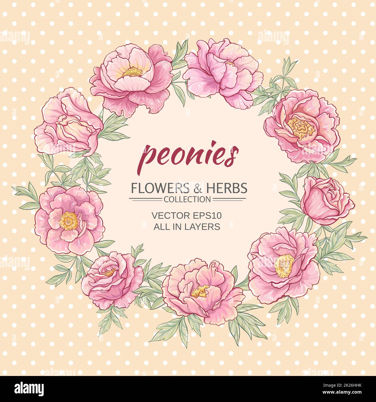 Peony flower vector hi-res stock photography and images - Alamy