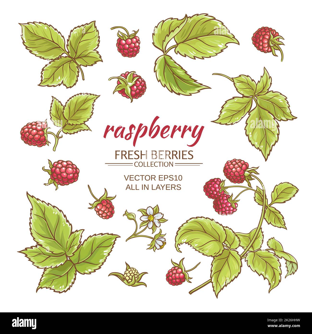 Raspberry fruit set sketch Cut Out Stock Images & Pictures - Alamy