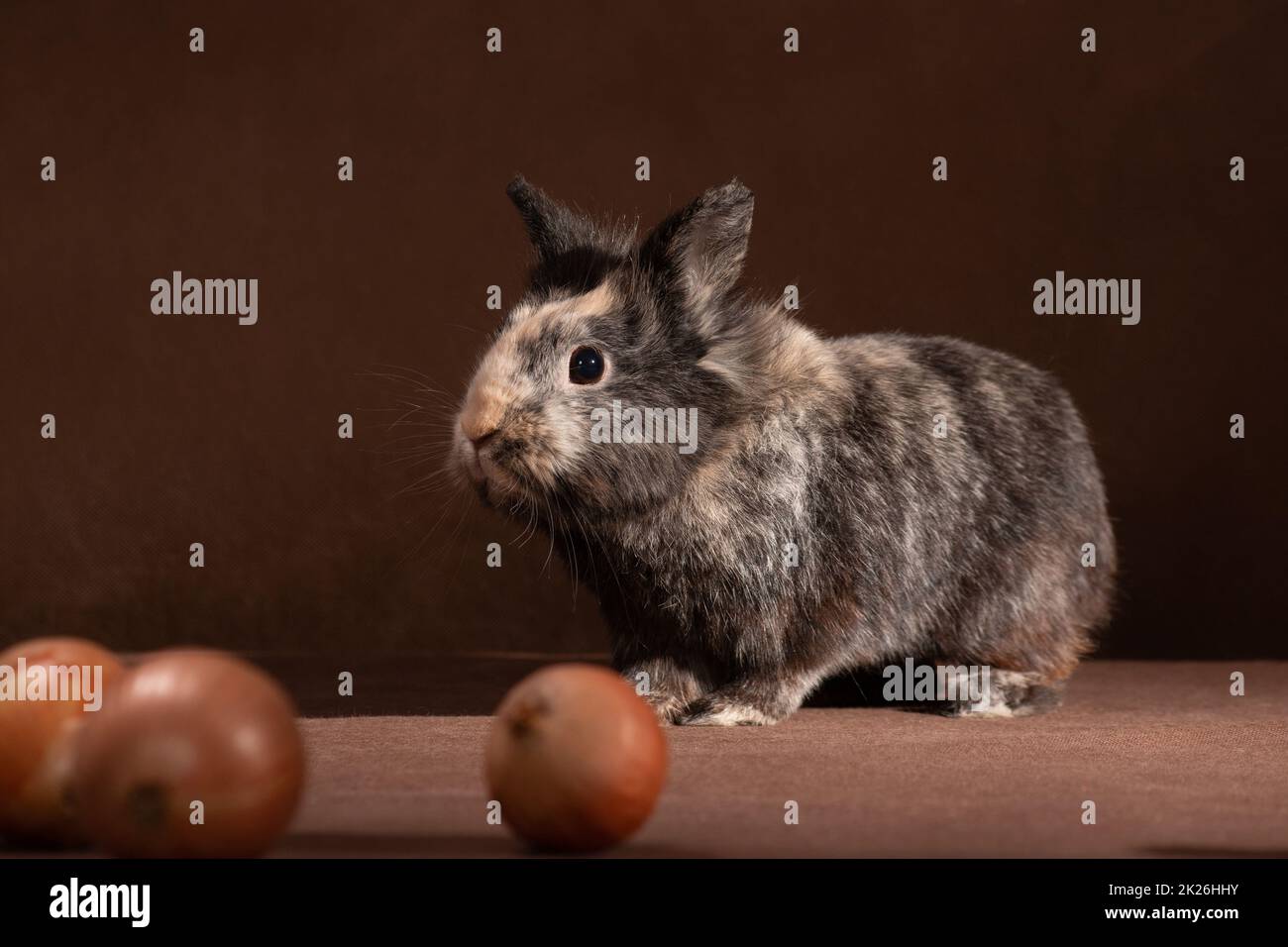 Decorative gray-brown rabbit on a brown background indoors in the ...