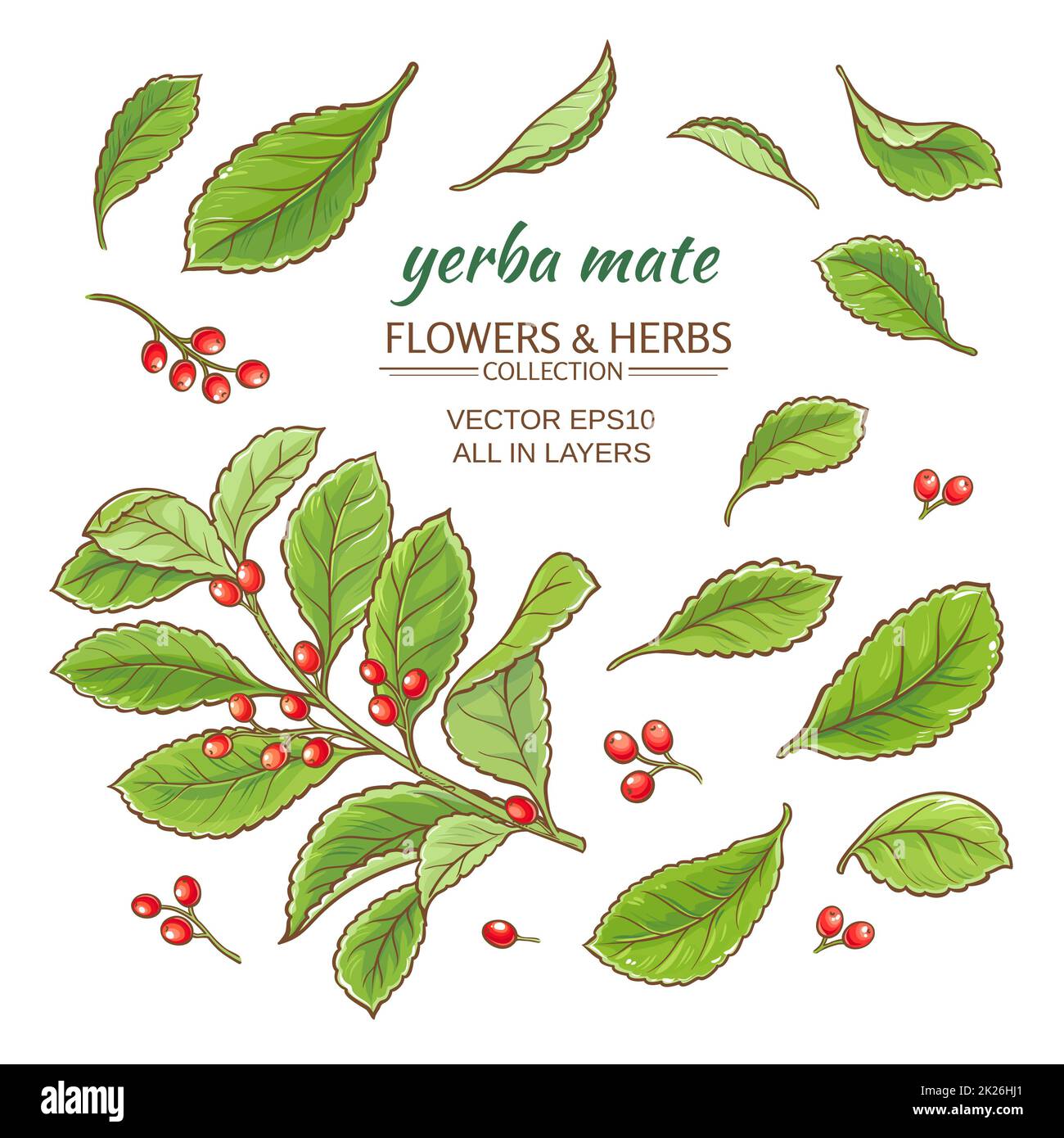 yerba mate vector set Stock Photo - Alamy