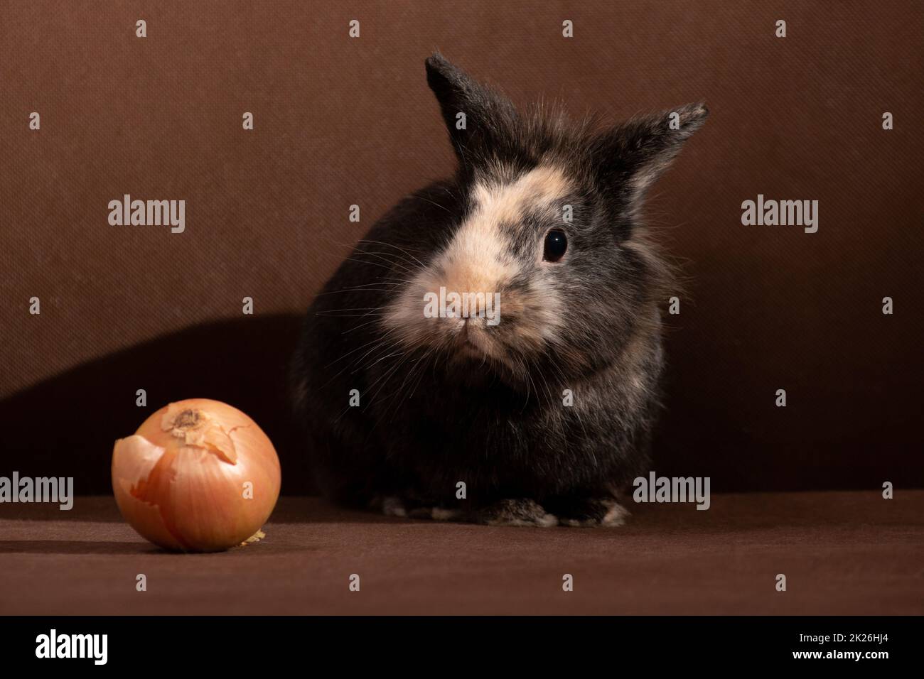 Decorative gray-brown rabbit and one head of onion vegetable Stock ...
