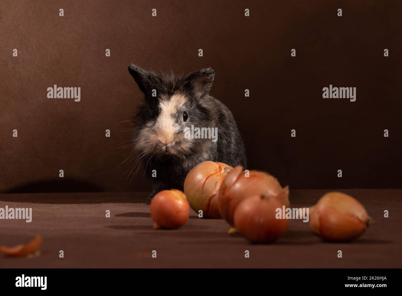 Small eared grey-brown rabbit on a brown background Stock Photo - Alamy
