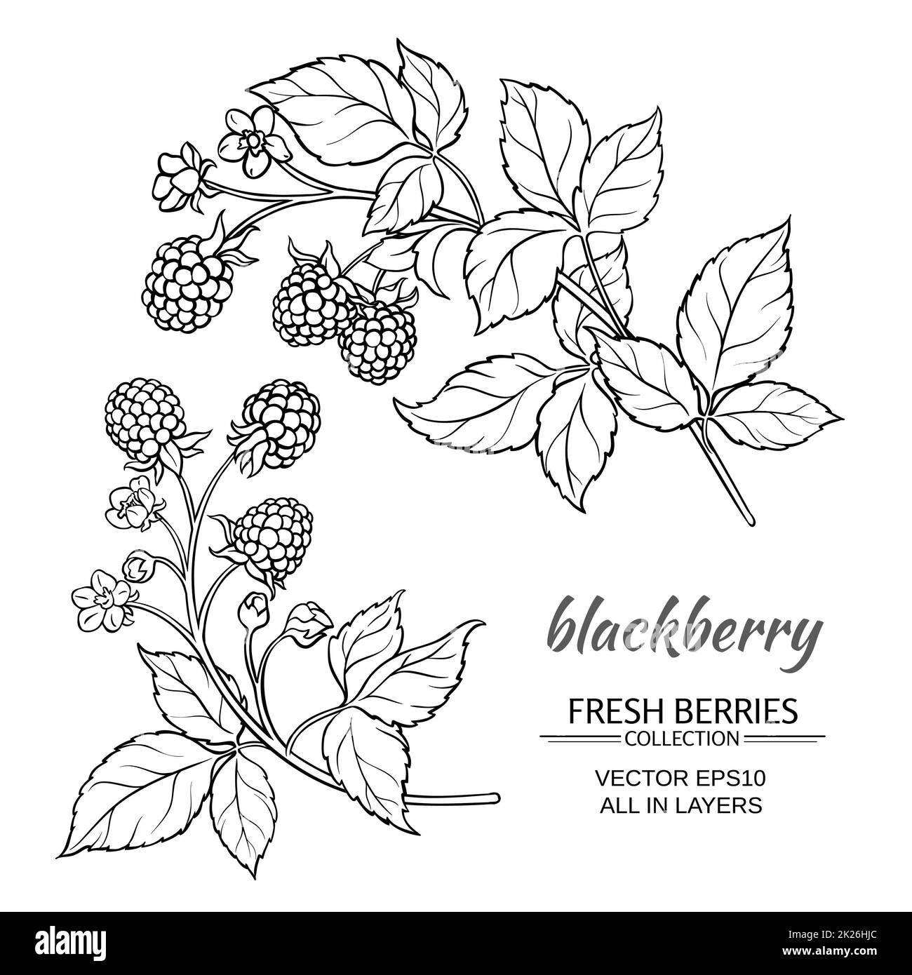 blackberry vector set Stock Photo - Alamy