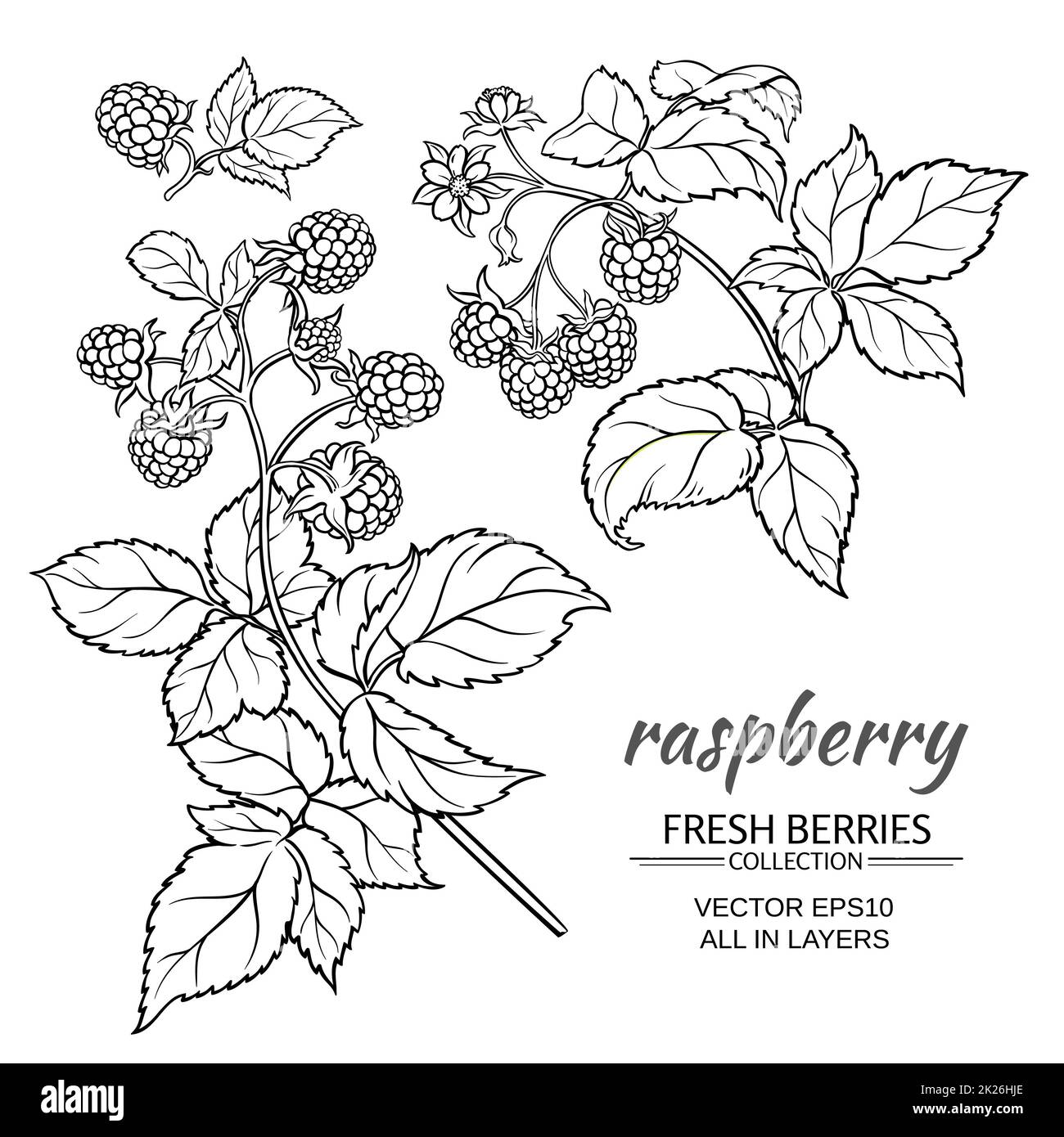 Raspberry fruit set sketch Cut Out Stock Images & Pictures - Alamy