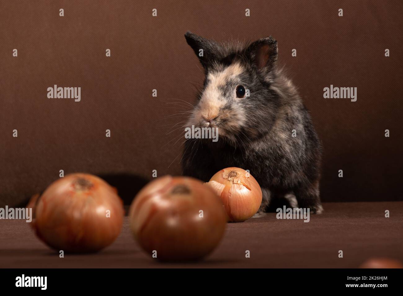cute little gray-brown rabbit with onions on a brown background Stock ...