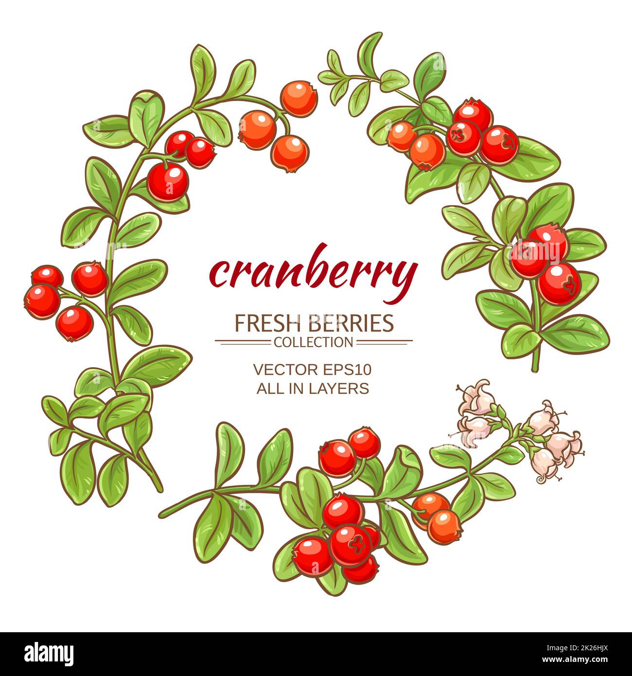 cranberry vector set Stock Photo - Alamy