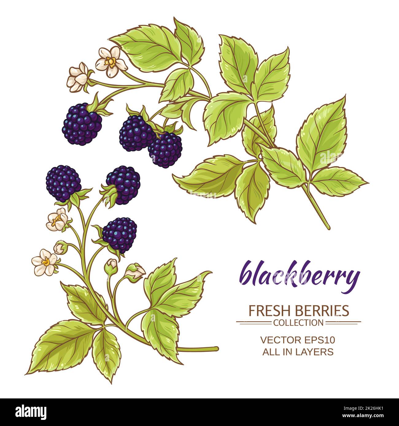 blackberry vector set Stock Photo - Alamy