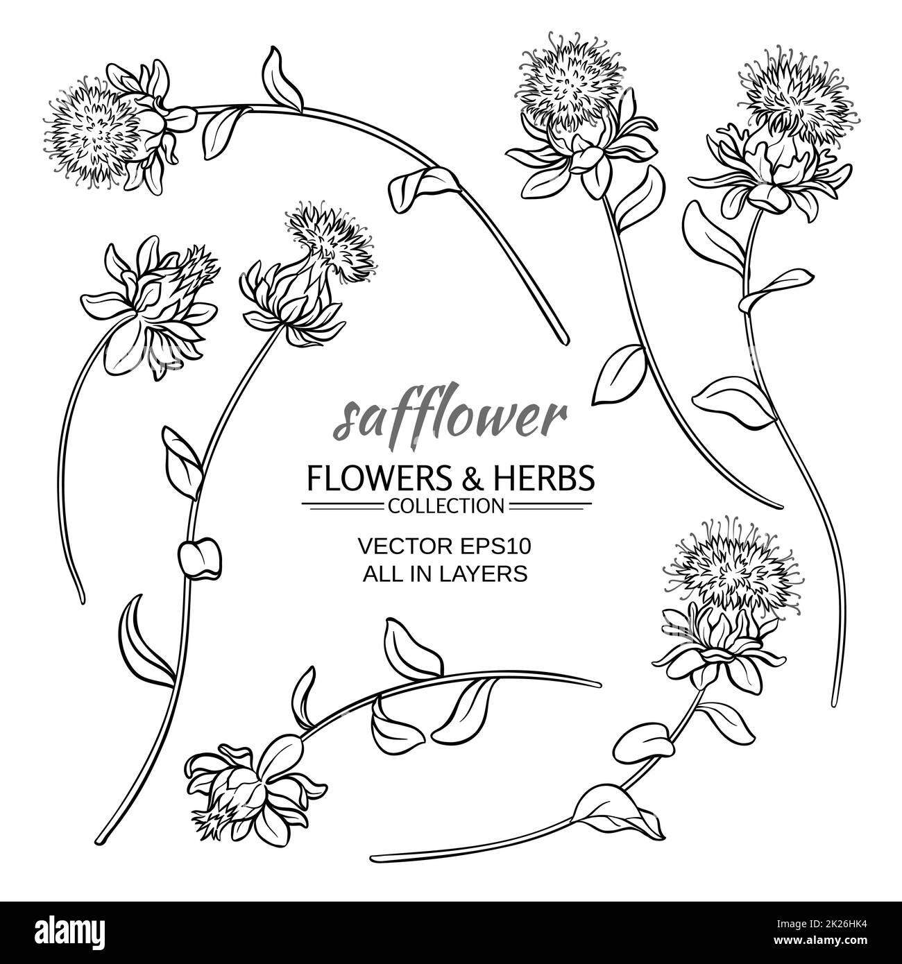 Carthamus flower Black and White Stock Photos & Images - Alamy