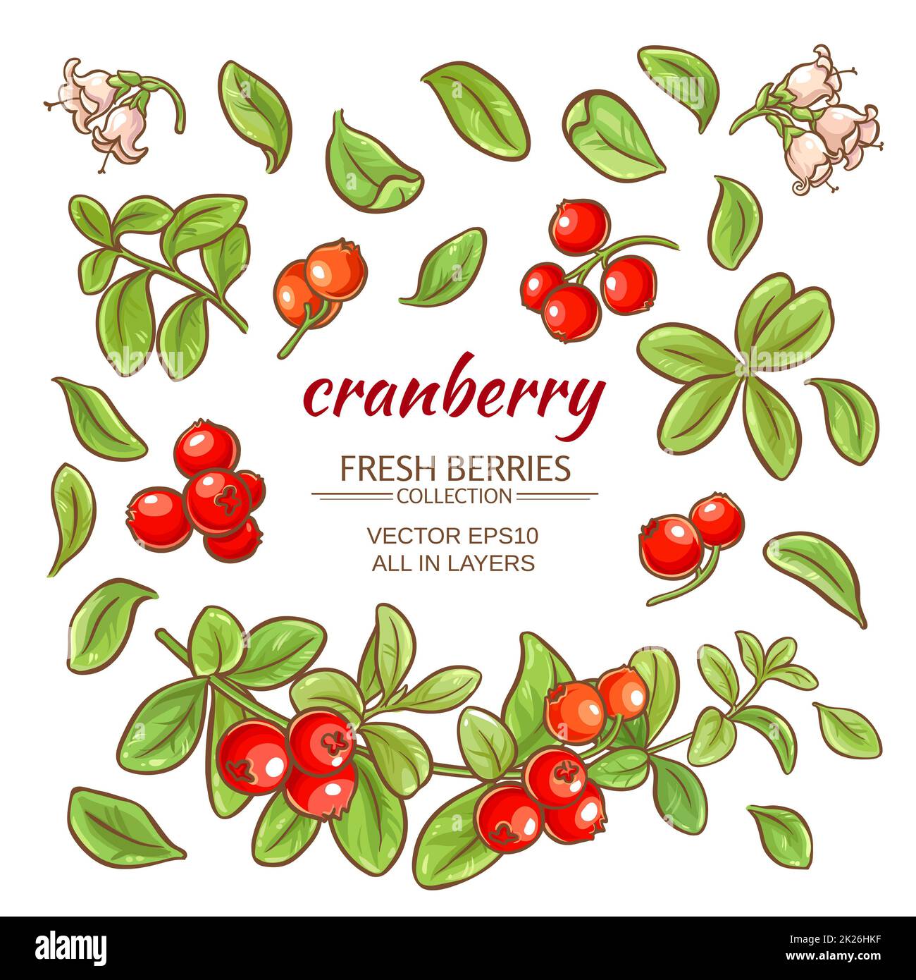 Cranberry vector Cut Out Stock Images & Pictures - Alamy