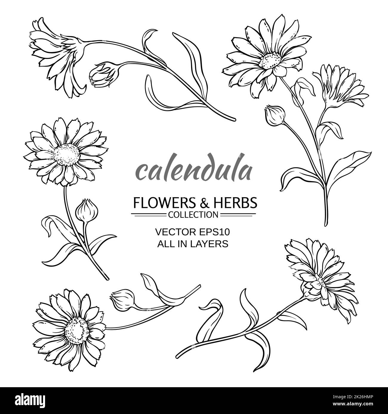 Calendula officinalis marigold Black and White Stock Photos & Images ...