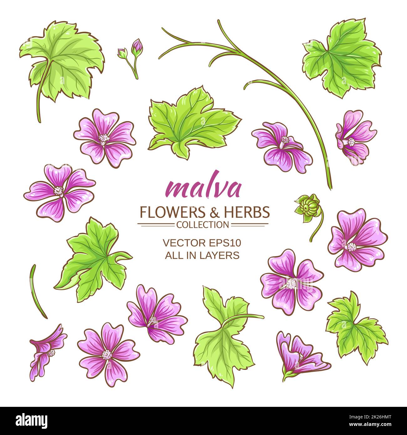 Malva vector hi-res stock photography and images - Alamy