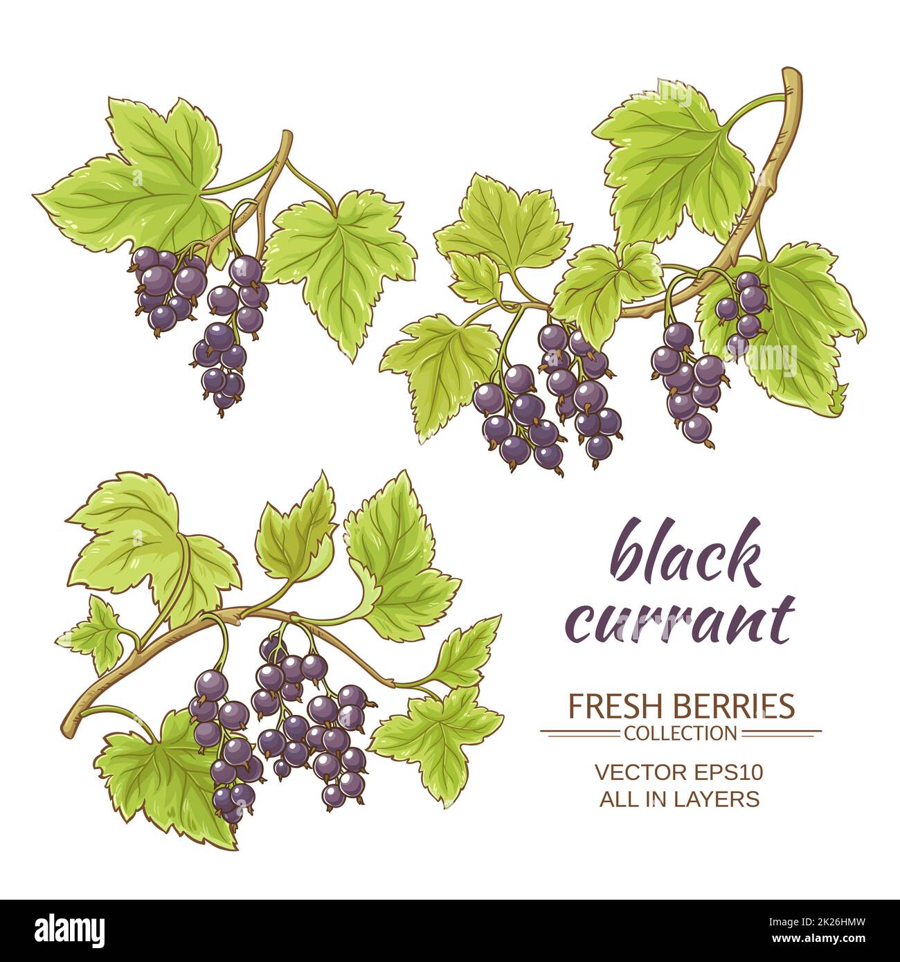 Freshness vector hi-res stock photography and images - Alamy