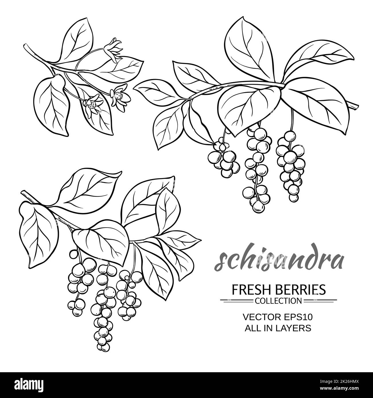 Green tea cartoon vector Black and White Stock Photos & Images - Alamy