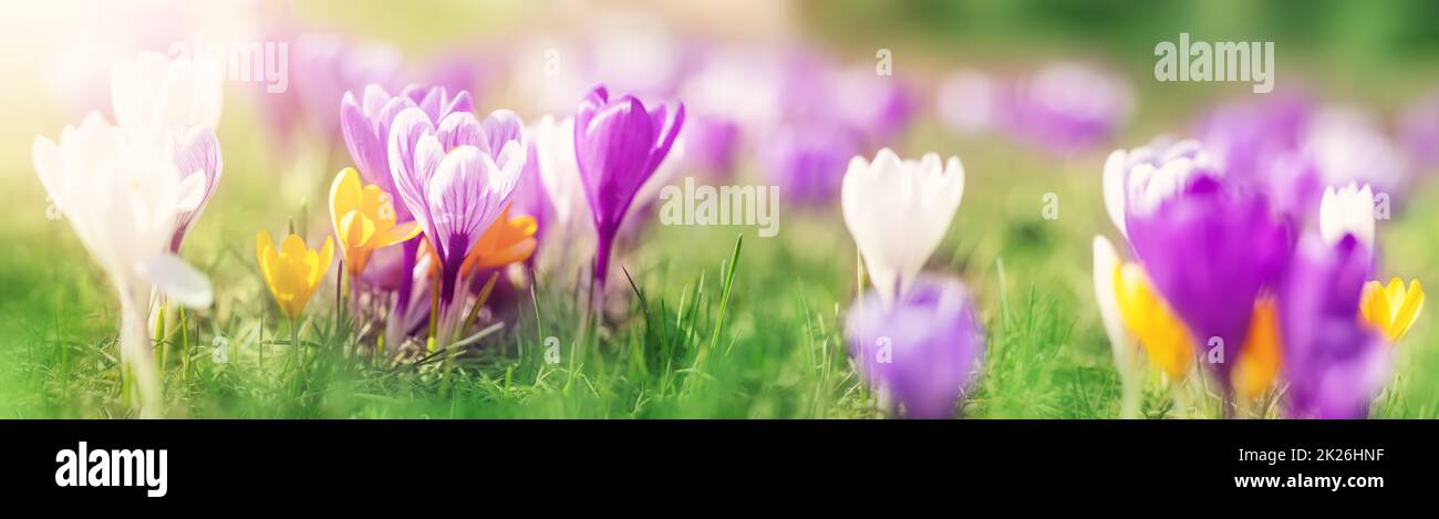 Panoramic view beautiful forest hi-res stock photography and images - Alamy