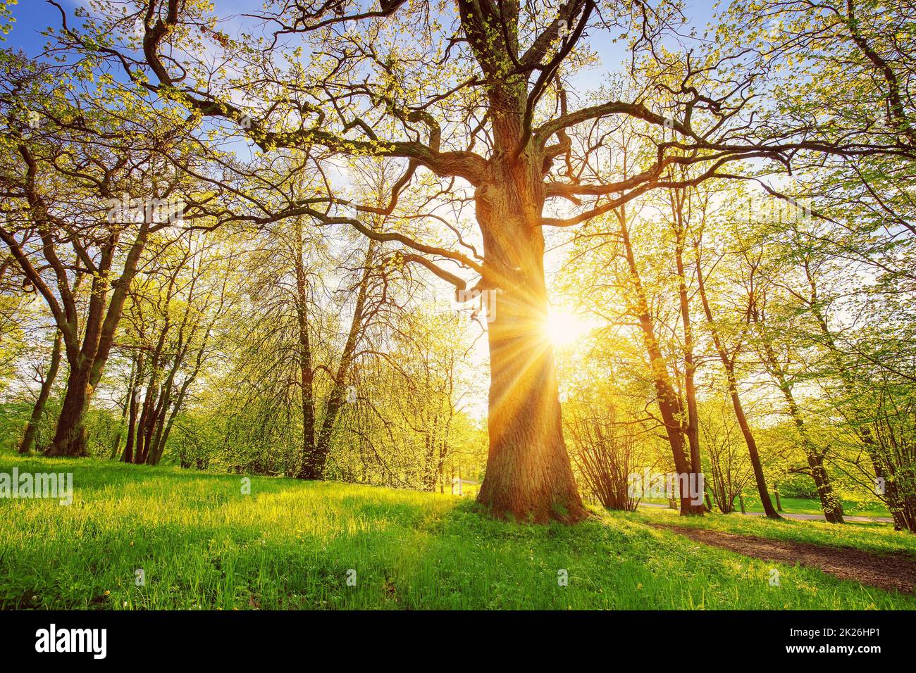 Old oak with fresh foliage in natural park in spring Stock Photo - Alamy