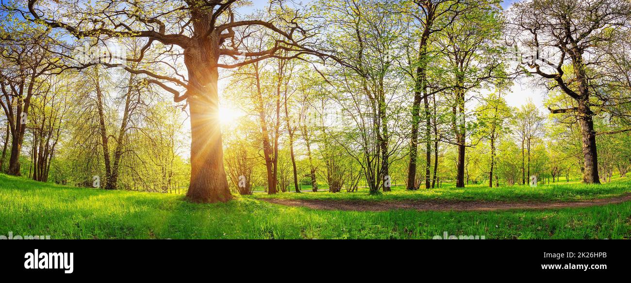 Beautiful spring morning sunny hi-res stock photography and images - Alamy