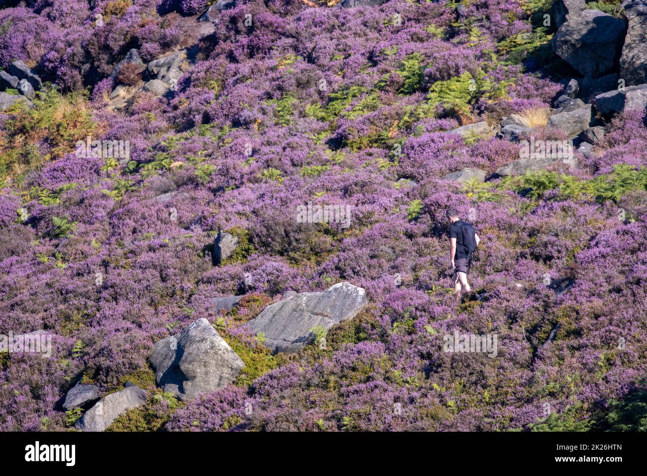 Heather ilkley moor hi-res stock photography and images - Alamy