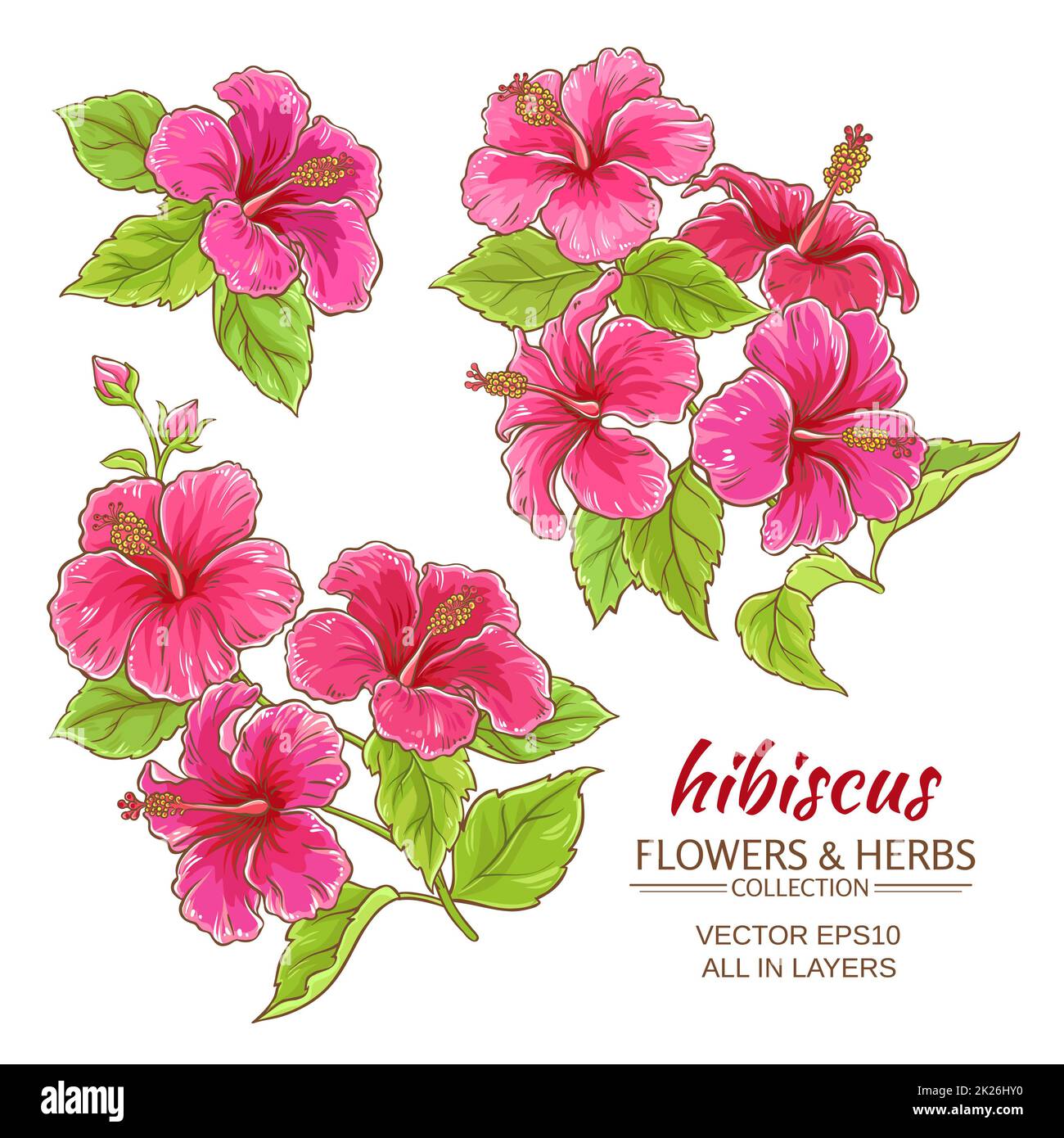 hibiscus flowers vector set Stock Photo - Alamy