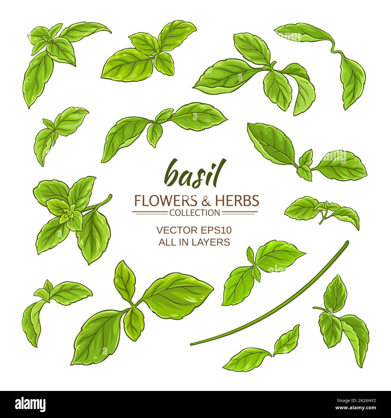 basil elements vector set Stock Photo - Alamy