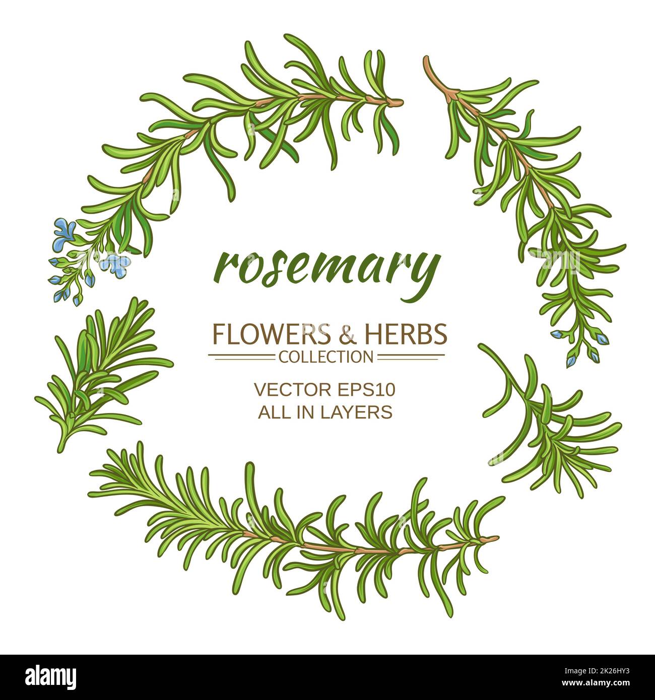 rosemary vector set Stock Photo - Alamy